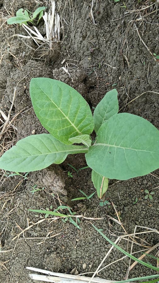 Green Leaf Tree Natural from Rice Field Stock Image - Image of green ...