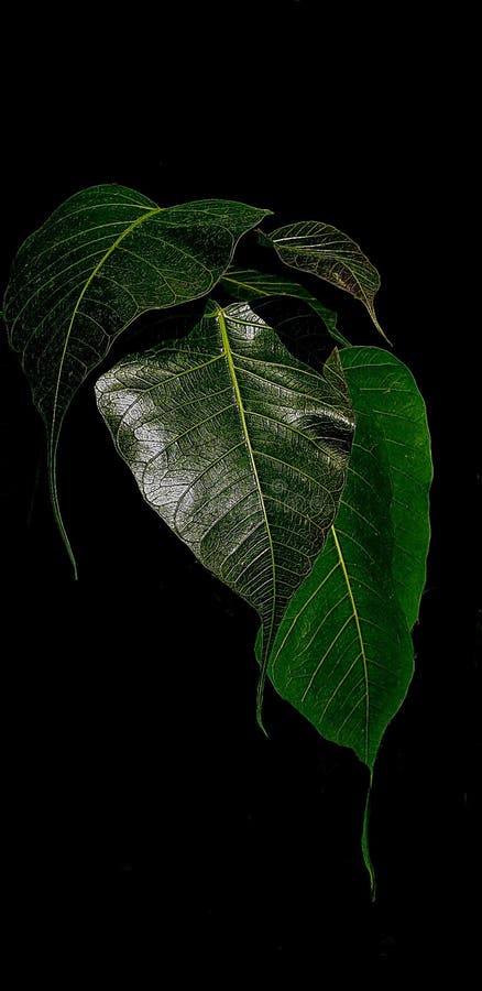 Green Leaf tree picture stock image. Image of tree, leaf - 277084937