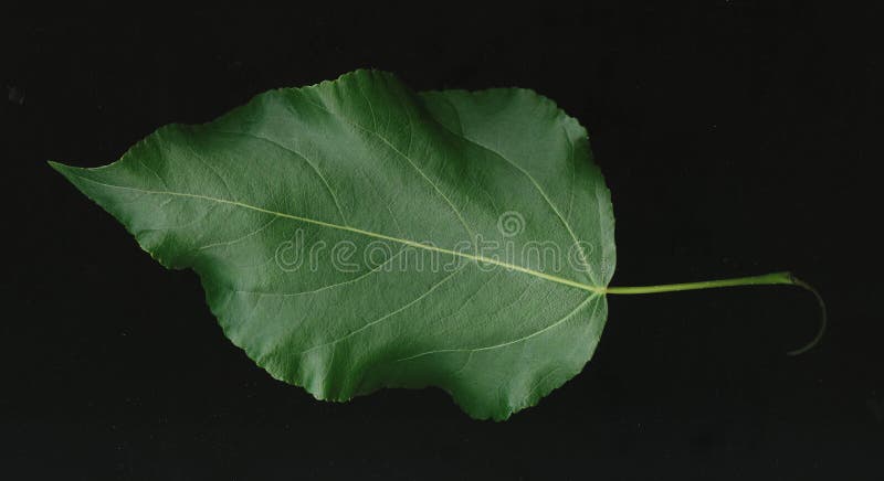 Green Leaf Tree Rounded Teardrop Shape. Stock Photo - Image of leaf ...