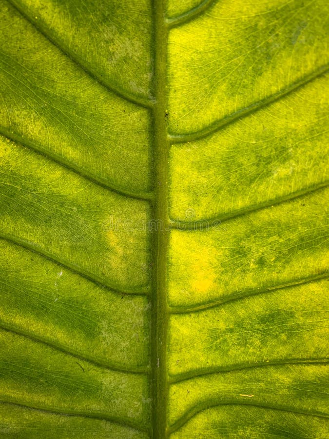 Green Leaf Tree Texture Background Stock Image - Image of leaf, field ...