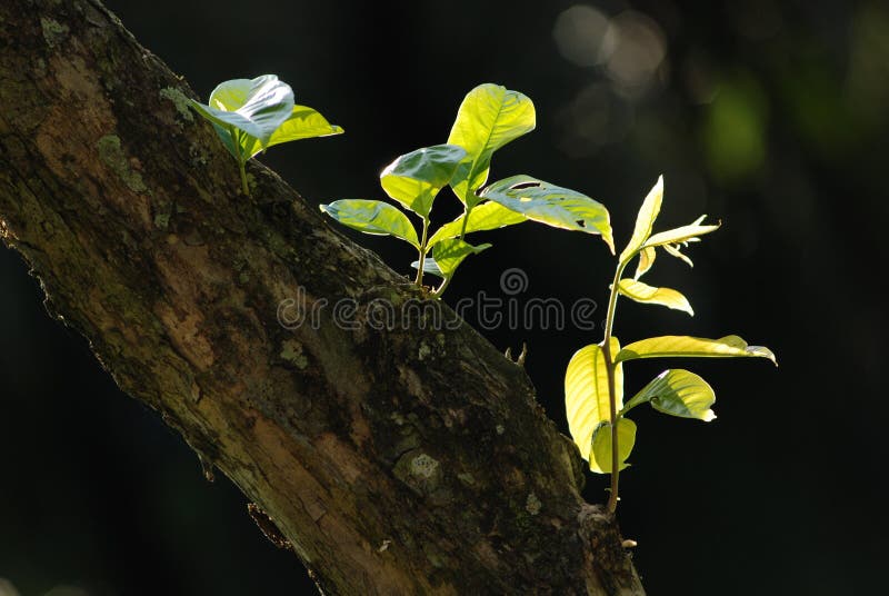 Green leaf and tree trunk stock image. Image of foliage - 2510355