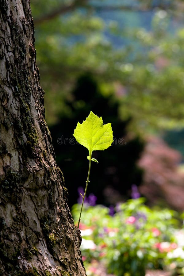 Green leaf on a tree trunk stock image. Image of cool - 7429571