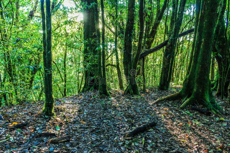 Green Leaf Trees Picture. Image: 113295018