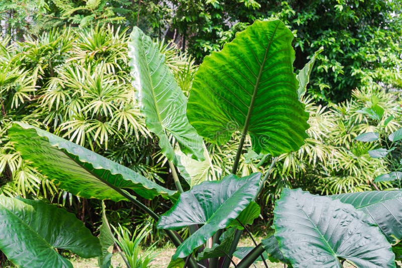Green Leaf in Triangle Shape, in the Garden Stock Image - Image of leaf ...