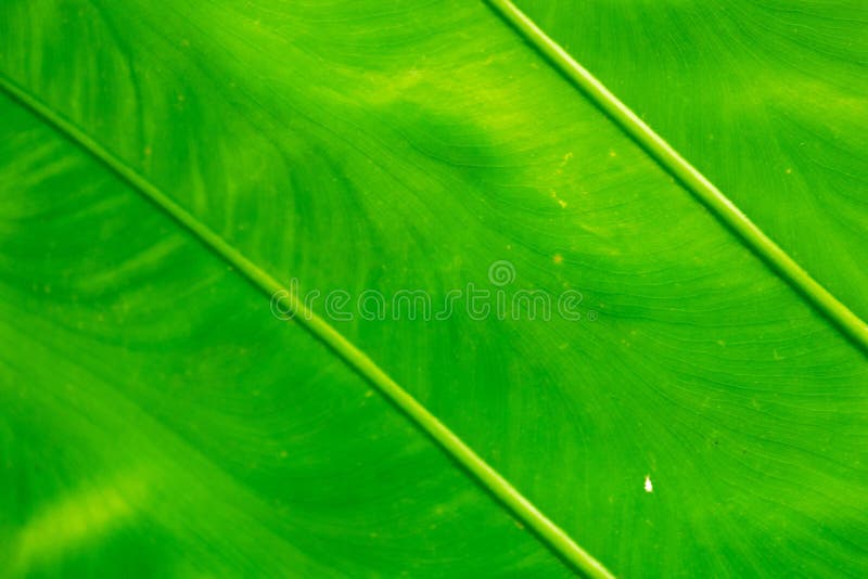Green Leaf of Tropical Giant Taro Leaf Texture Stock Image - Image of ...