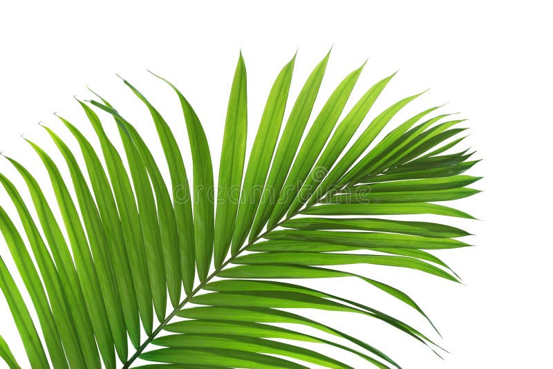 Green Leaf Of Tropical Palm Tree Isolated On White Background Stock