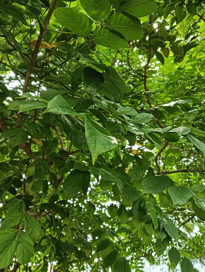 Green Leaf from the Tropical Tree of Asia Stock Photo - Image of tree ...
