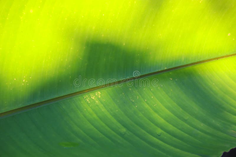 Green Leaf Two Tone with Daylight in Nature Stock Image - Image of leaf ...