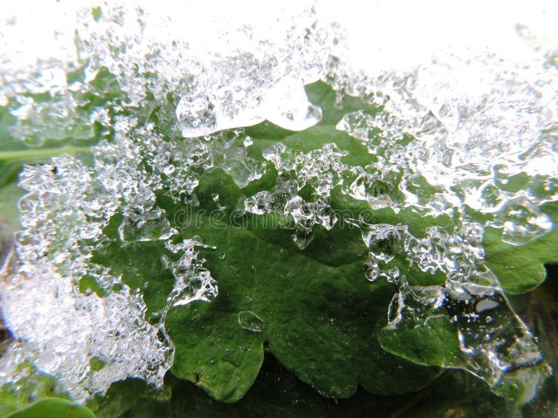 Green Leaf Under the Icy Crust Stock Photo - Image of shoot, tree: 85513166
