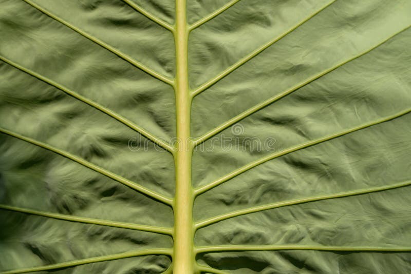 Green Leaf Vain Texture of Elephant Ear Plant Stock Photo - Image of ...