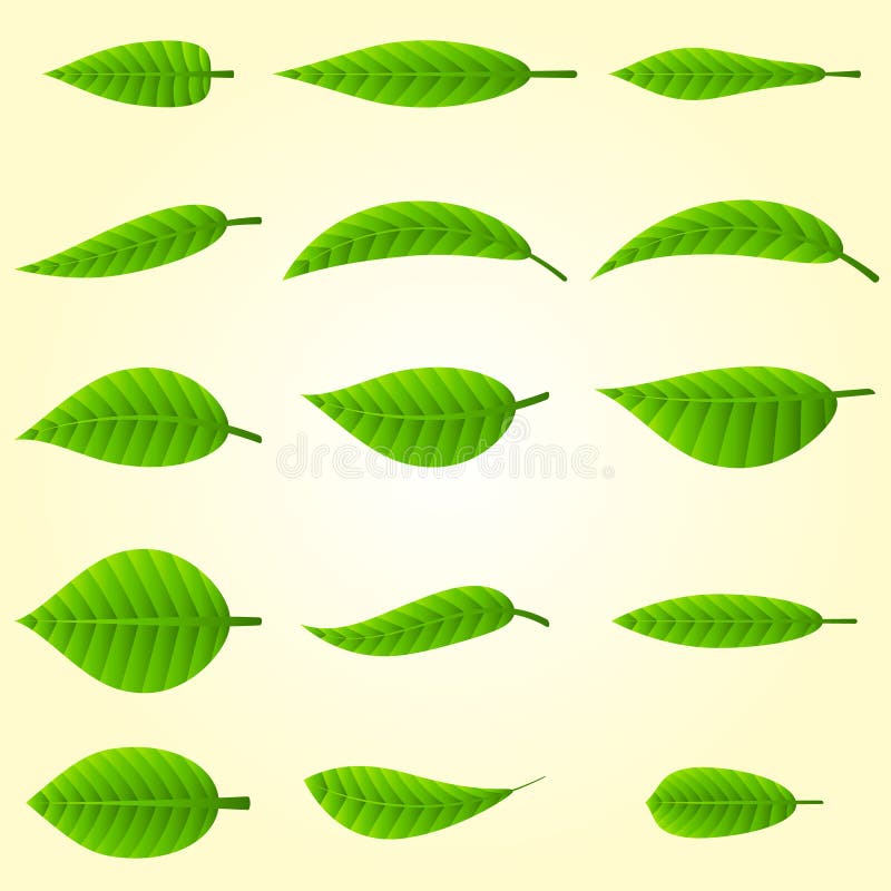 Green Leaf Vector Icons. Spring Leaves Ecology Symbols Stock Vector ...