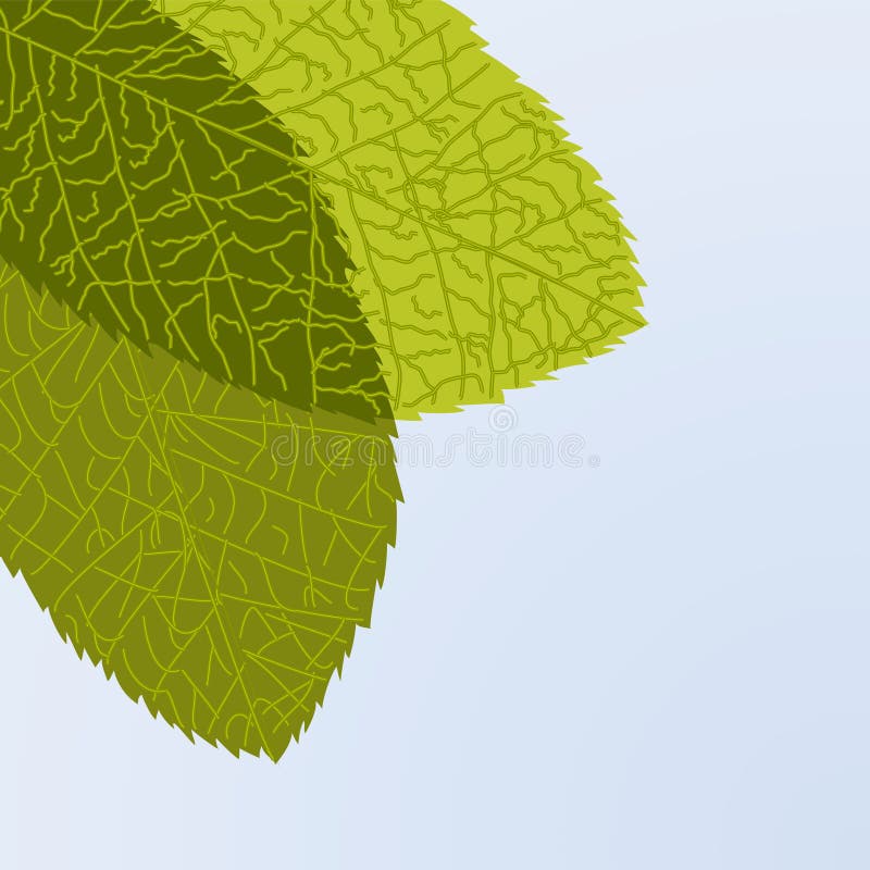 Green Leaf. Vector Illustration Stock Vector - Illustration of ...