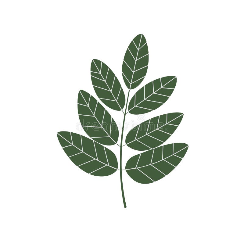 Green Leaf Vector Illustration Botanical Nature Design Stock ...