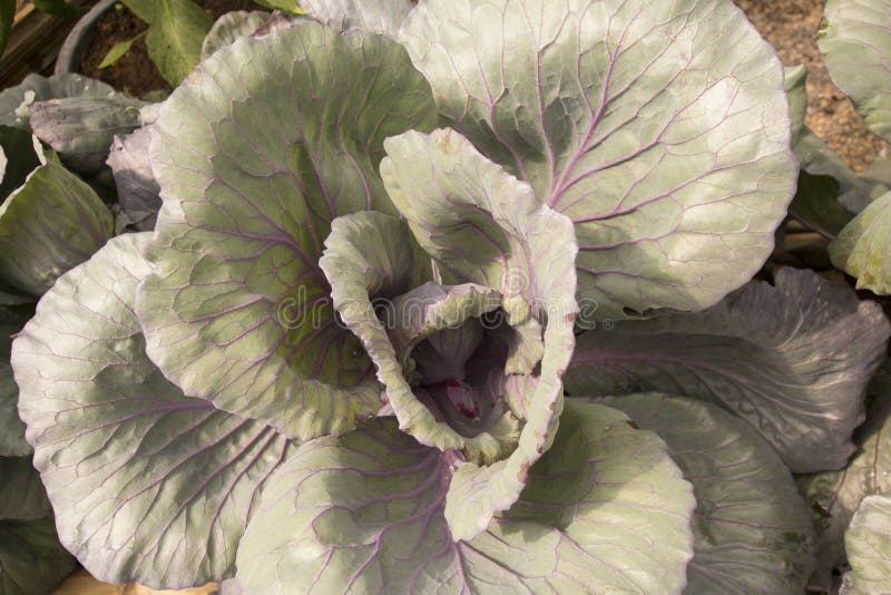 Green leaf vegetable stock photo. Image of healthy, plant - 39839256
