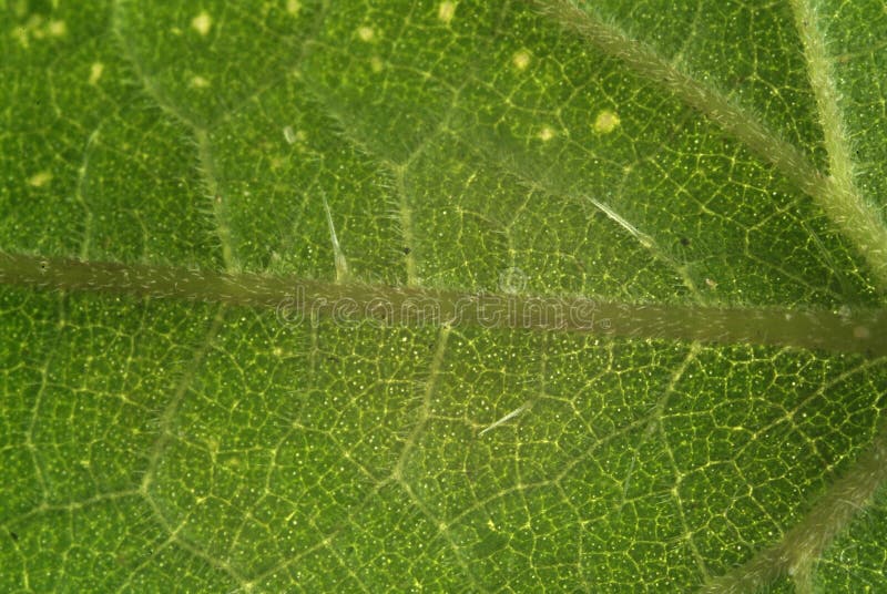 Green leaf stock photo. Image of bamboo, chestnut, firewood - 81131016