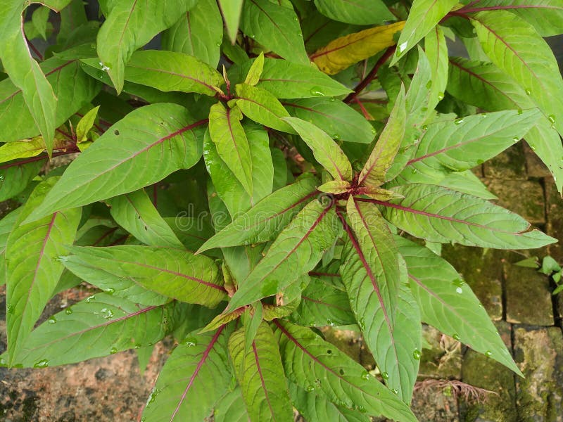 Green Leaf View Photograph Local Area. Stock Photo - Image of leaf ...