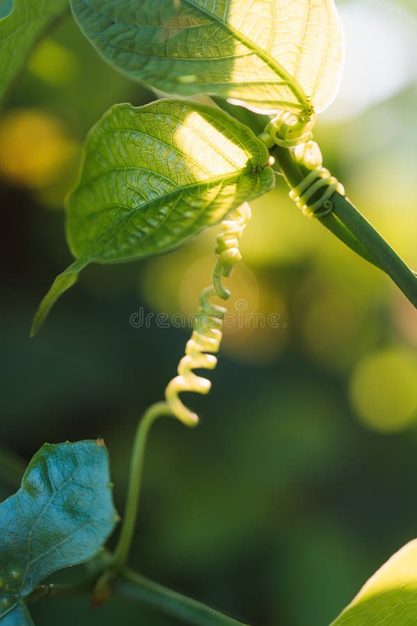 Green Leaf with Vine Growing Out. Vine is Curled and Twisted Stock ...