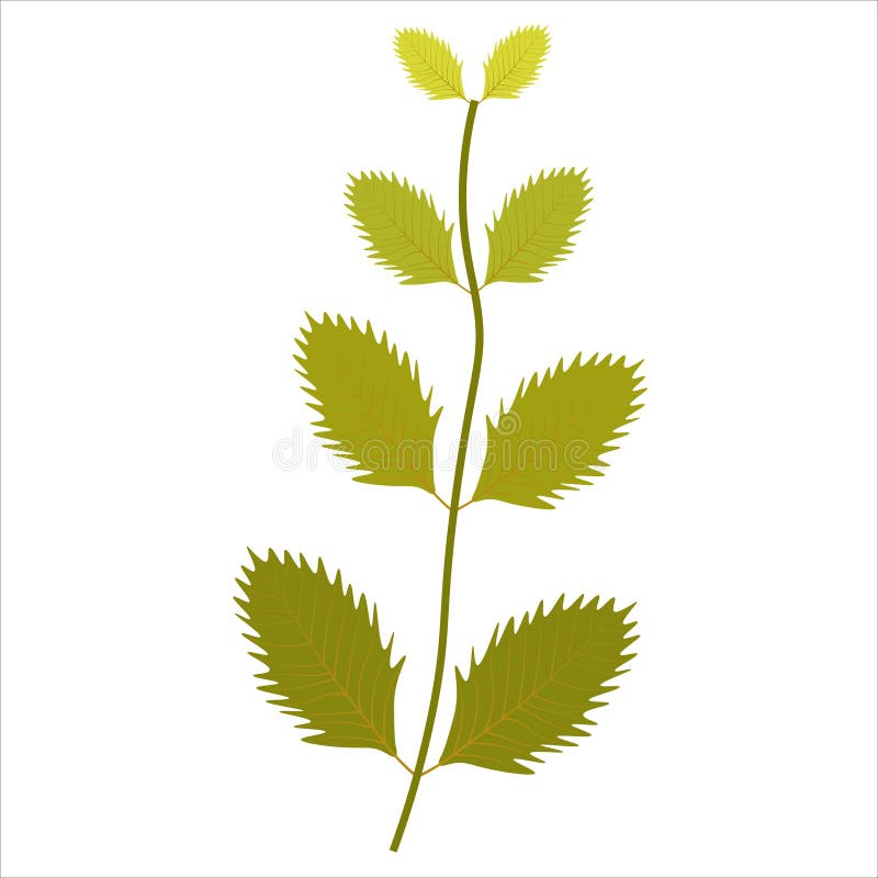 Green Leaf Vine Oval Jagged Leaves Element Vector File Stock Vector ...