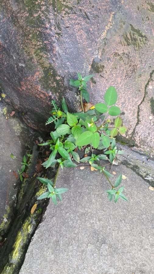 Green Leaf Vines Grow in the New Sidelines Stock Image - Image of ...