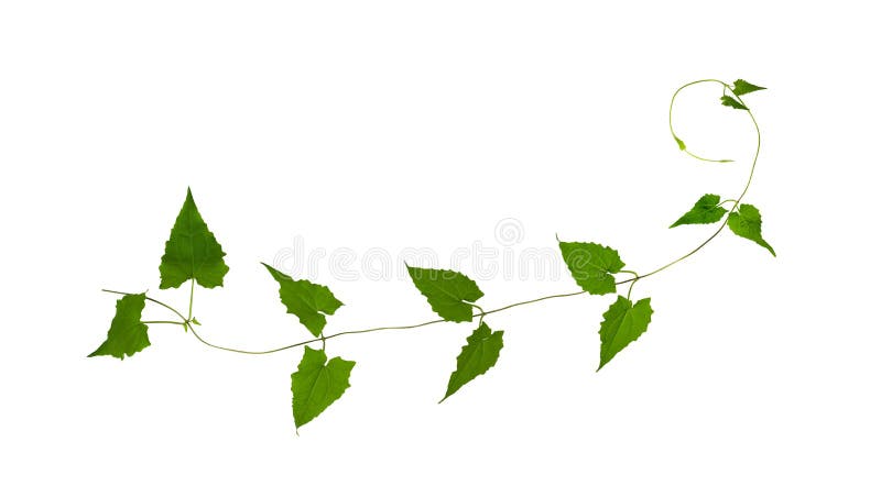 Green Leaf Vines Isolated on White Background, Clipping Path Included ...
