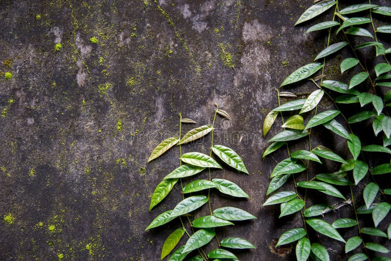 Green Leaf Vines on the Old Wall Stock Photo - Image of design, color ...