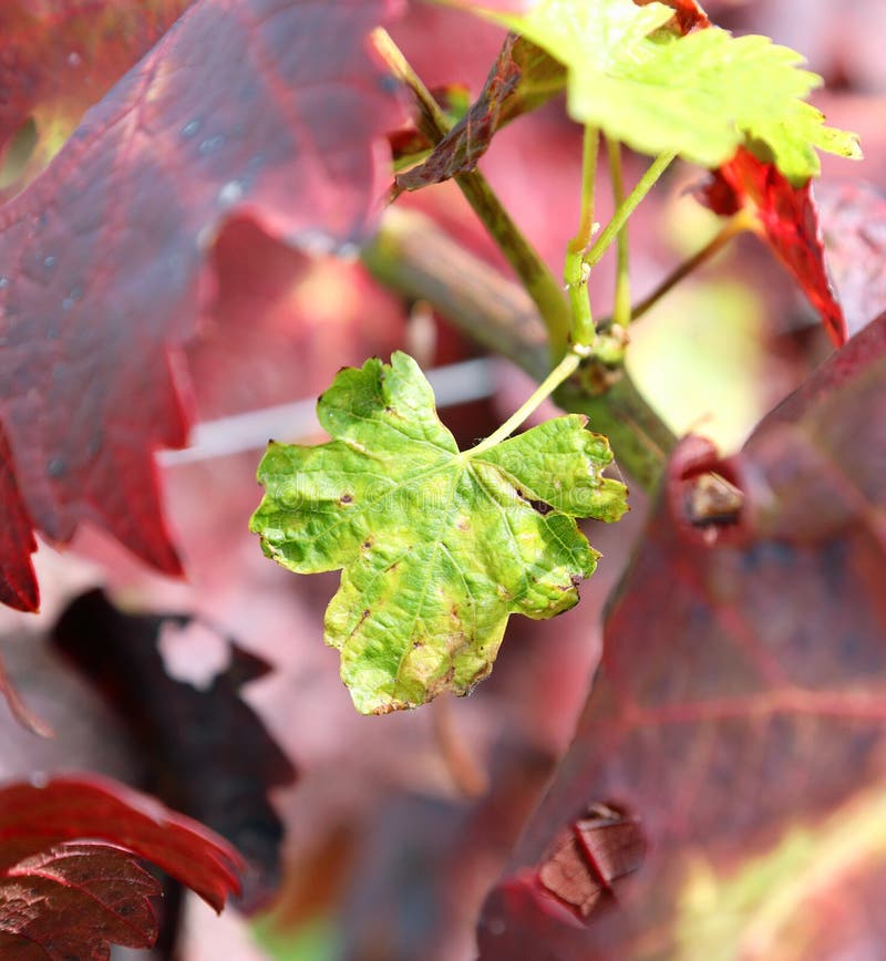 Green leaf of vineyard stock photo. Image of lives, fall - 161373520