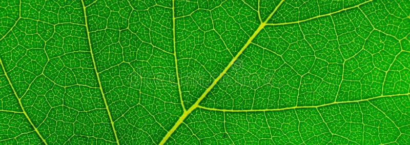 Green Leaf with Visible Texture. Background or Textura Stock Image ...