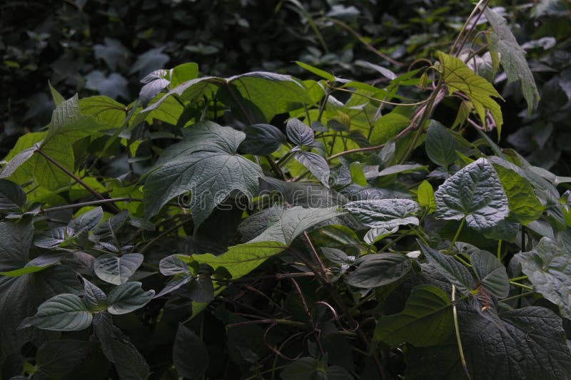 Green Leaf with Visible Texture and Natural Features Stock Image ...