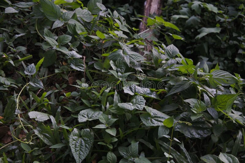 Green Leaf with Visible Texture and Natural Features Stock Image ...