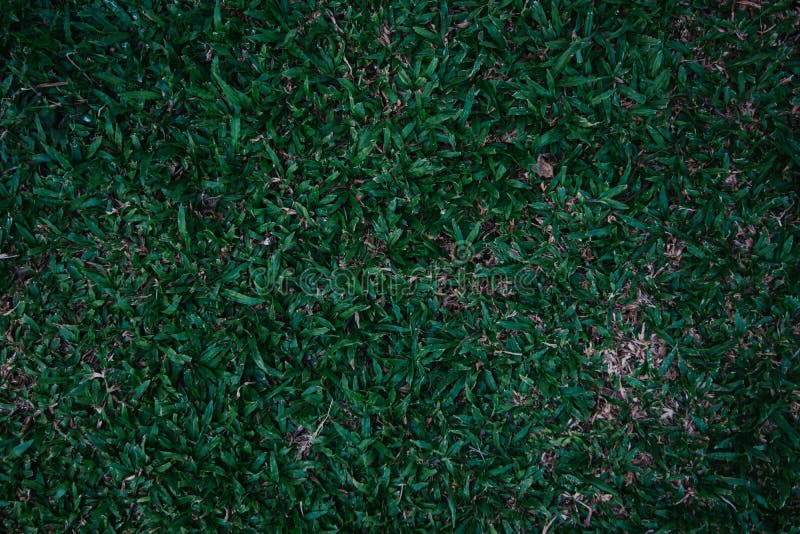 Green Leaf Wall Texture Background. Nature Background Stock Image ...