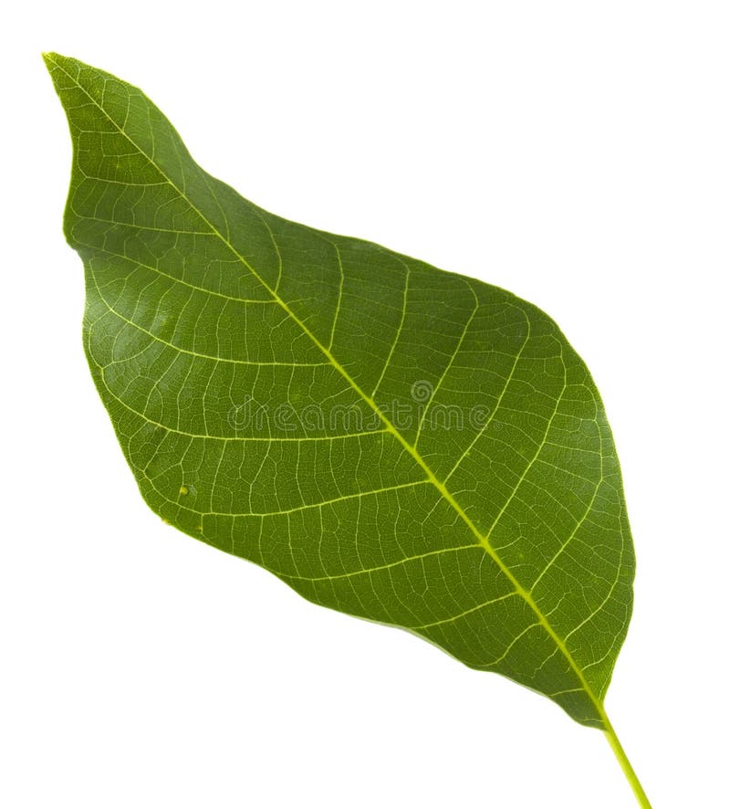 Green Leaf of Walnut Tree Isolated on White Background. Stock Photo ...