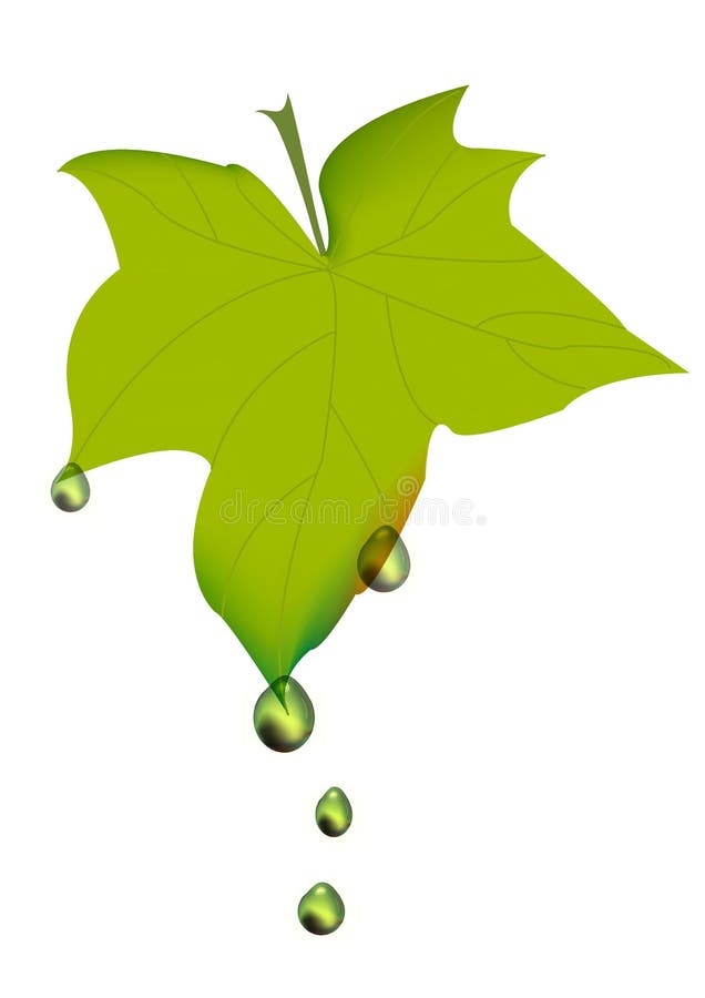 Green leaf and water stock vector. Illustration of large - 10740494