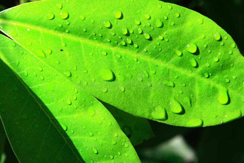 Green Leaf with Water stock image. Image of leaves, natural - 5513805