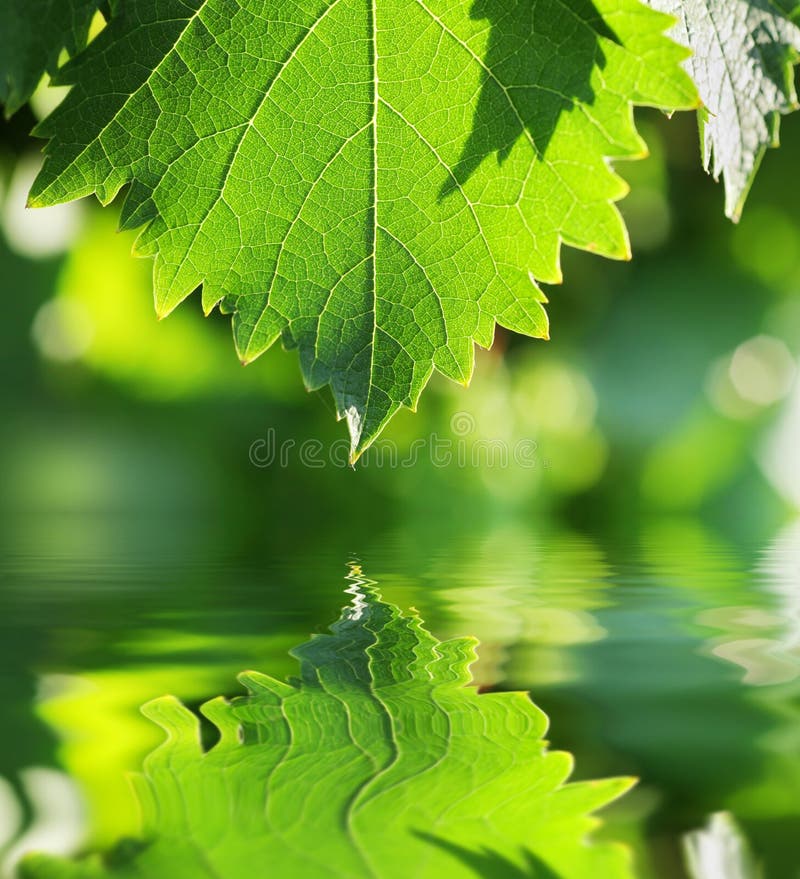 11,000+ Green leaf water Free Stock Photos - StockFreeImages