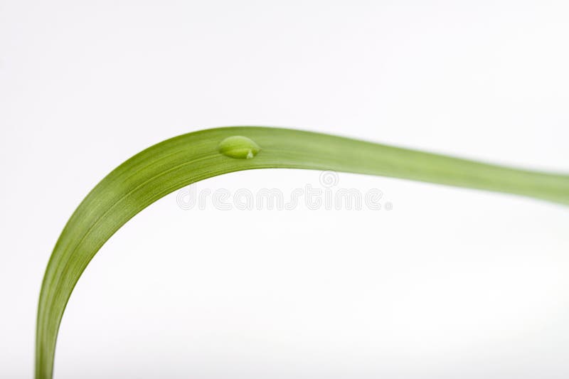 Leaf with Water Dro on White Background Stock Image - Image of liquid ...