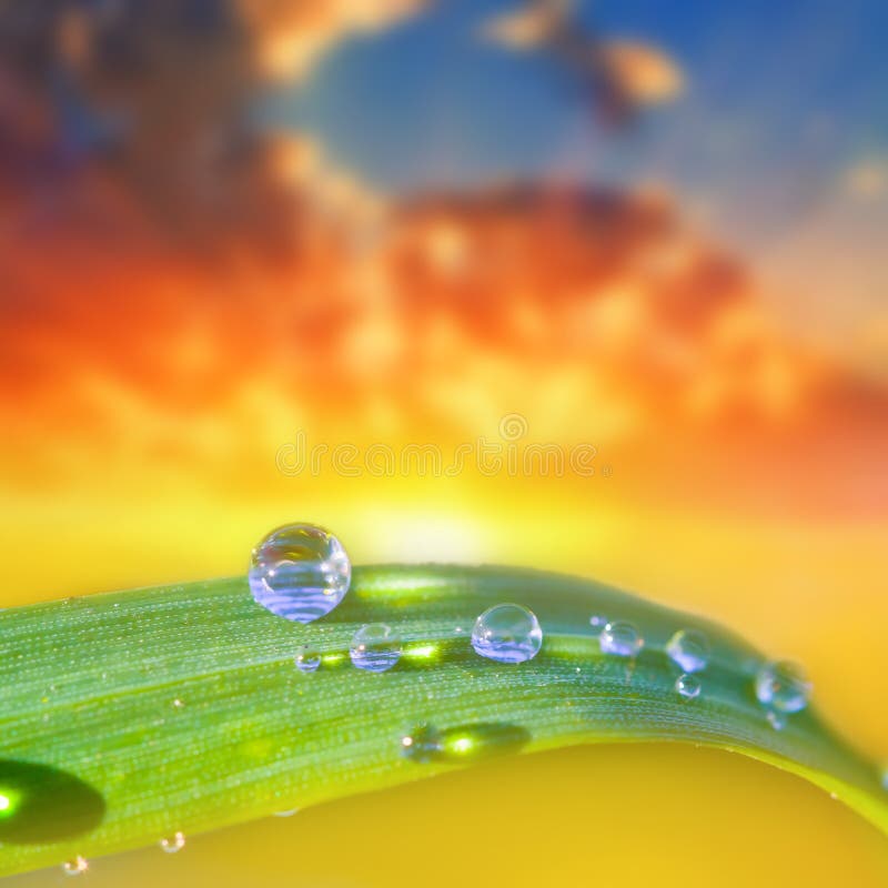 Green Leaf with Water Drop on Dramatic Sunset Background Stock Photo ...