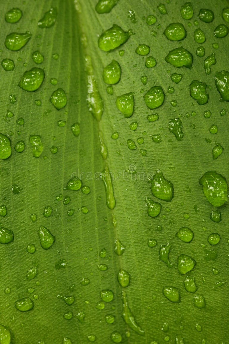 439,611 Water Texture Green Stock Photos - Free & Royalty-Free Stock ...