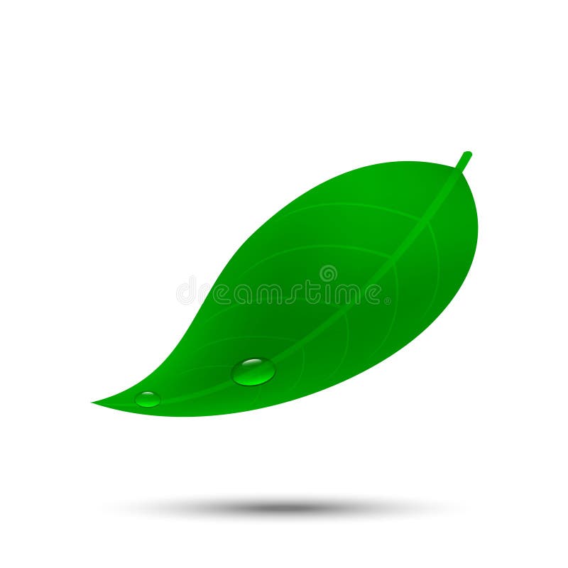 Green leaf with water drop stock illustration. Illustration of ...