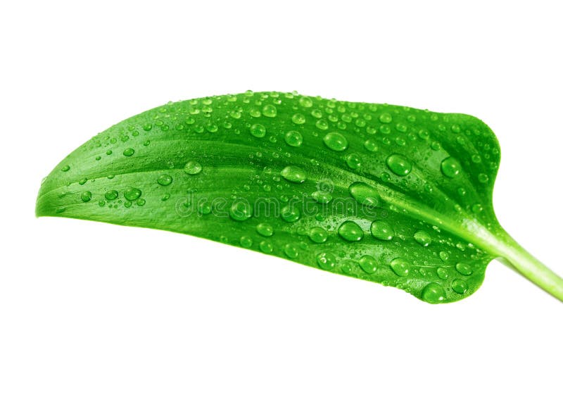 Green Leaf with Water Droplets Stock Image - Image of closeup, life ... Green Leaf with Water Droplets Stock Image - Image of closeup, life ...