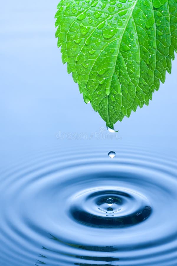 11,000+ Green leaf water Free Stock Photos - StockFreeImages