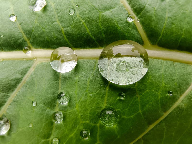 Green Leaf with Water Drops Stock Photo - Image of sparse, rain: 360900778