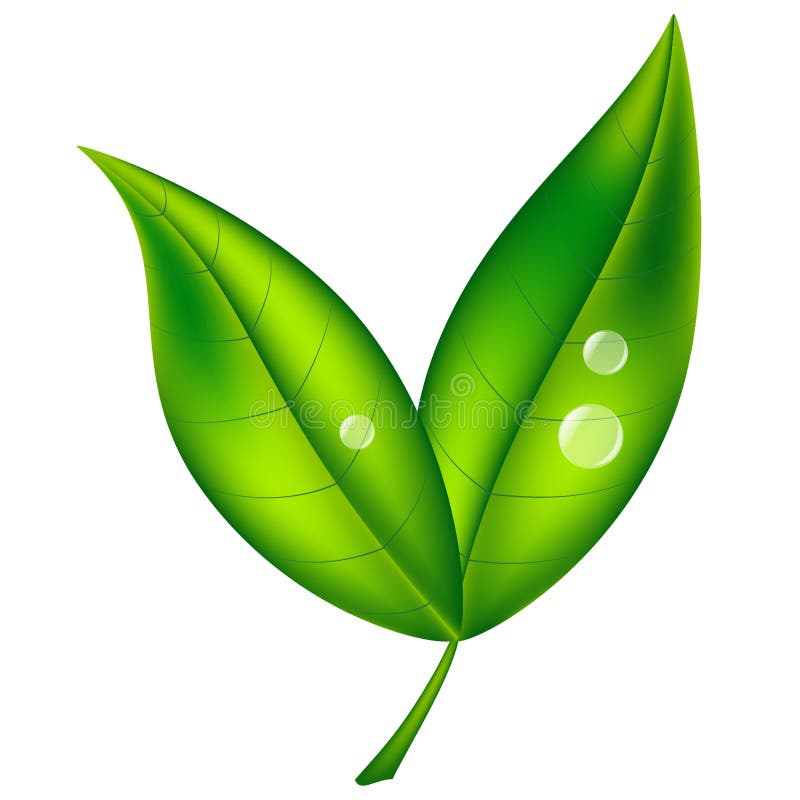 Green Leaf with Water Drops Stock Vector - Illustration of foliage ...