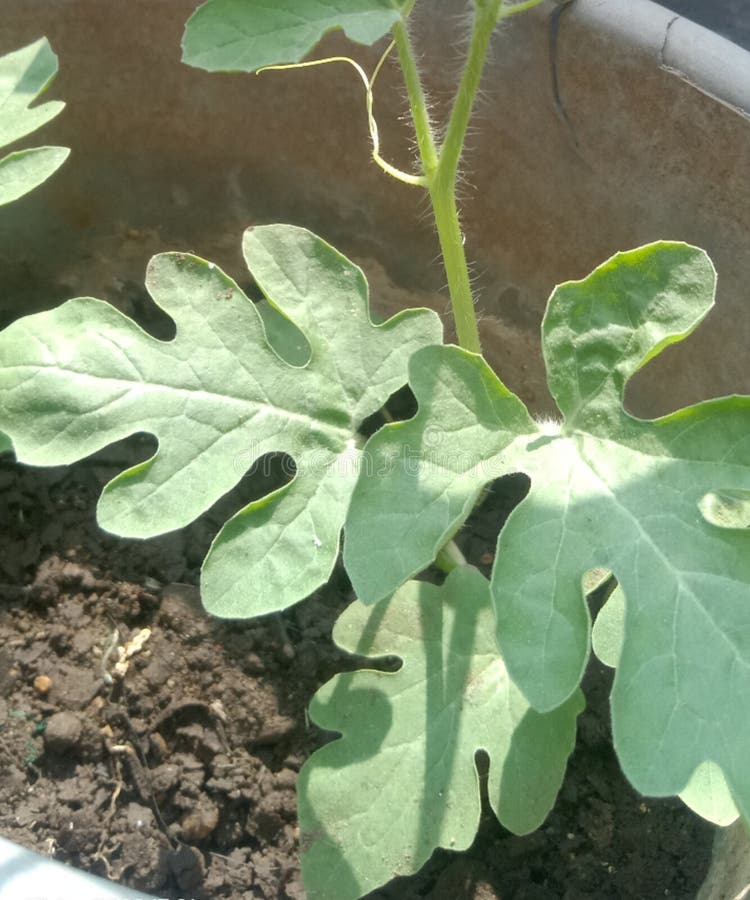 Green Leaf of Water Melon Plant Stock Image - Image of green, shrub ...