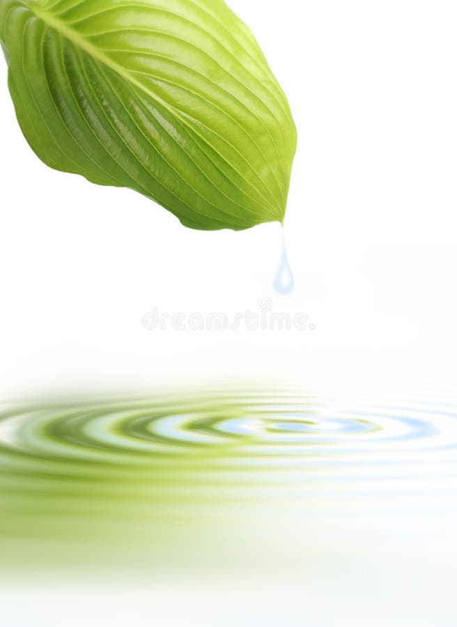 Green Leaf with Water Reflection Stock Illustration - Illustration of ...