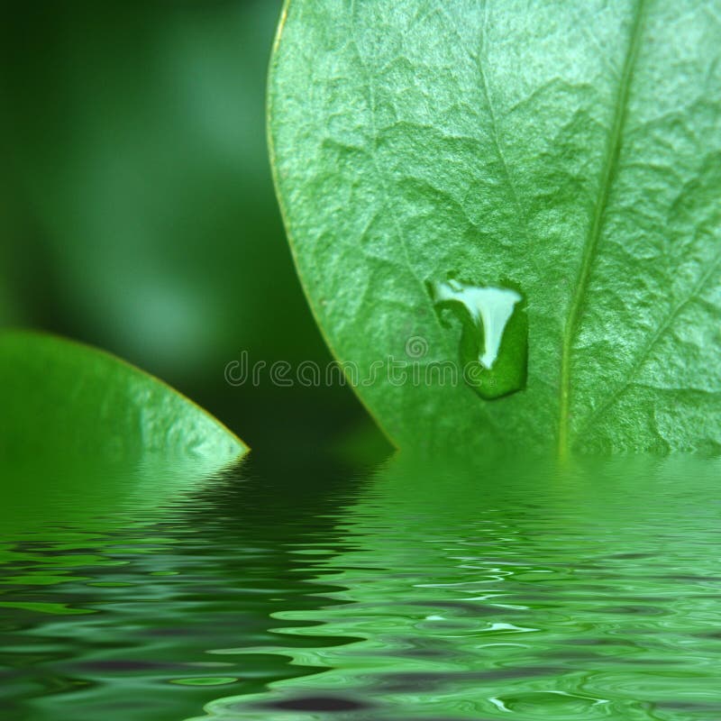 Green Leaf with Droplet with Water Reflection Stock Illustration ...