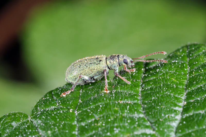 Weevil Phyllobius Maculicornis Stock Image - Image of scuttle, wildlife ...