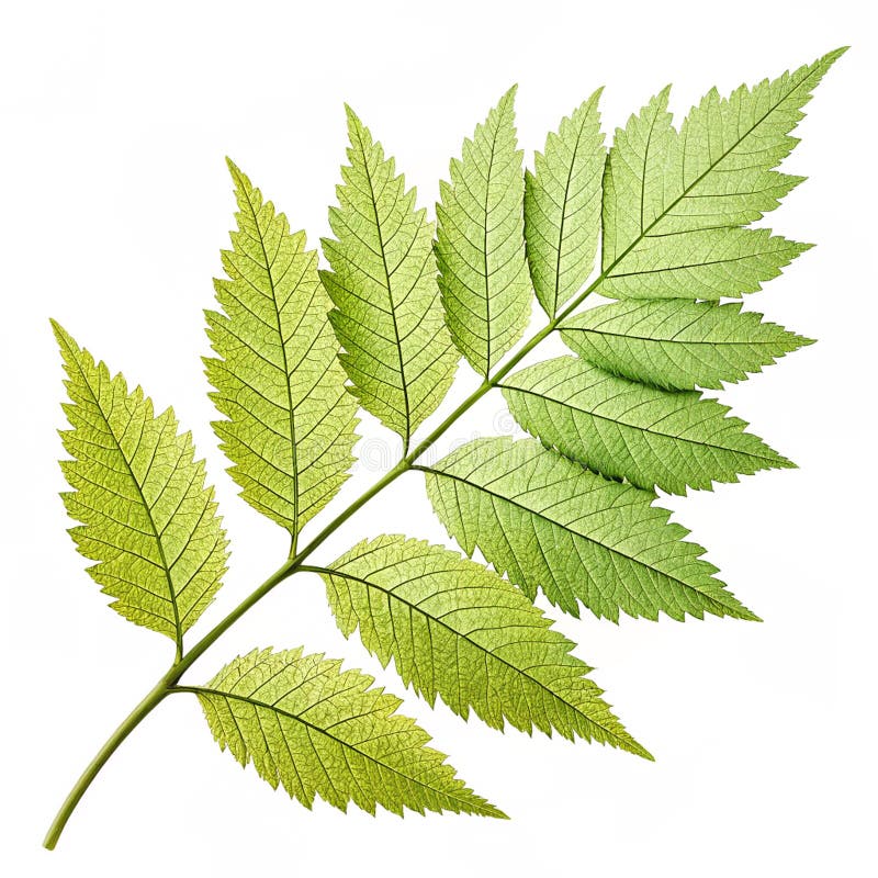 A Green Leaf on a White Background Stock Illustration - Illustration of ...