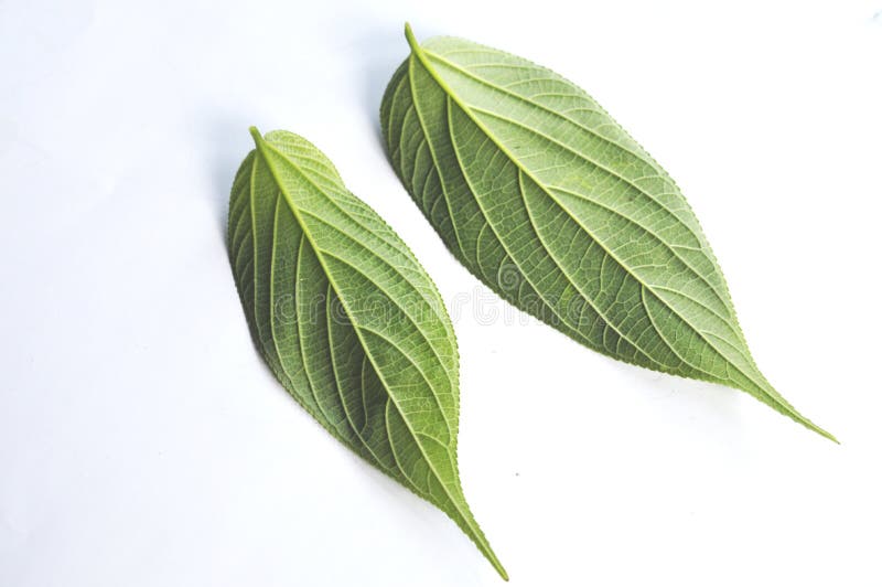 2 Green leaf stock photo. Image of green, flora, 3leaf - 91769776