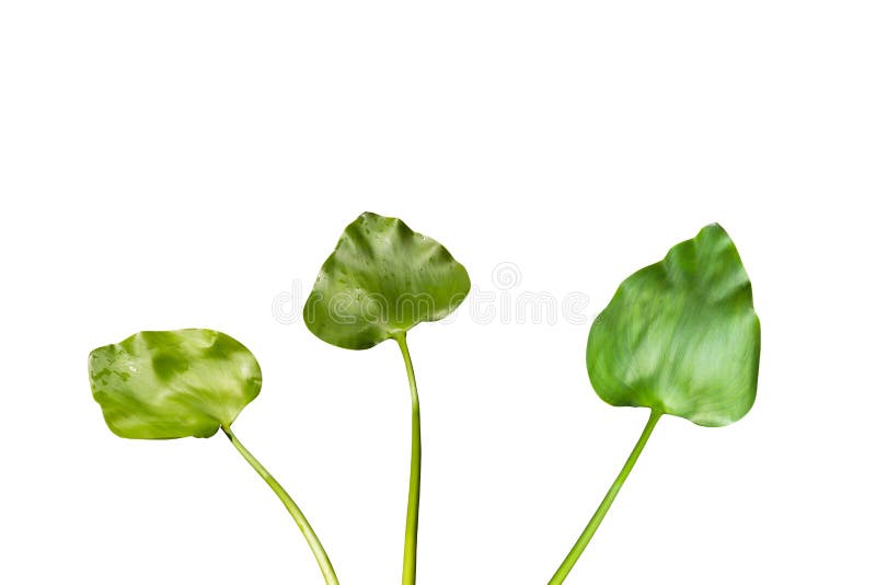 Green Leaf on the White Background, Water Java Leaf Di Cut, Water Java ...