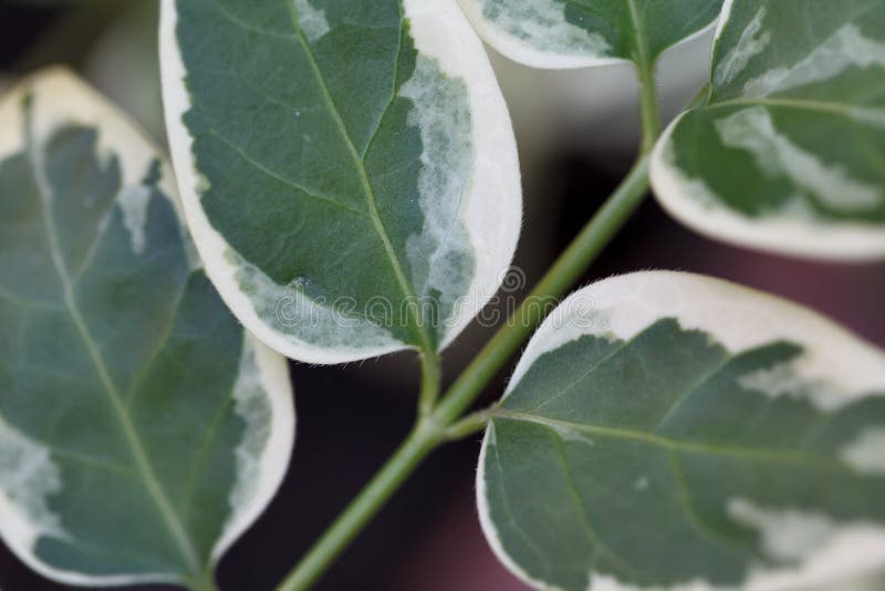 Green Leaf with White Edges Close Up Stock Image - Image of plant ...